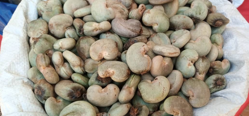 Commercialisation de l’anacarde : Le prix du kilogramme d’anacarde en ...