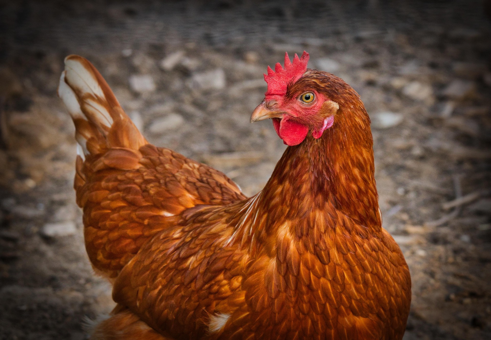 Zoom sur – Aviculture : Les kuroilers, cette race de poulet hybride qui ...